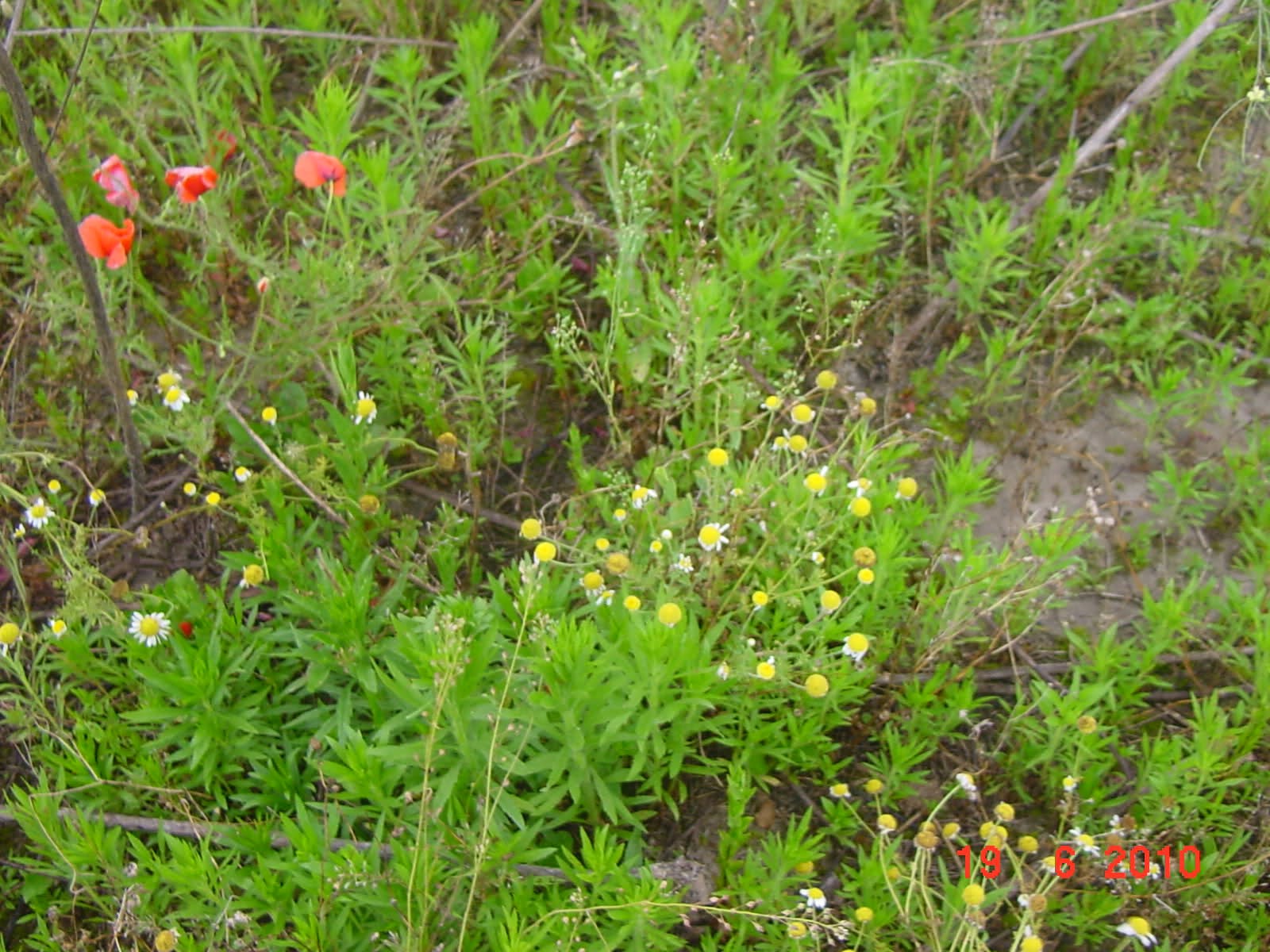 KOROVI U NASADIMA BRESKVE