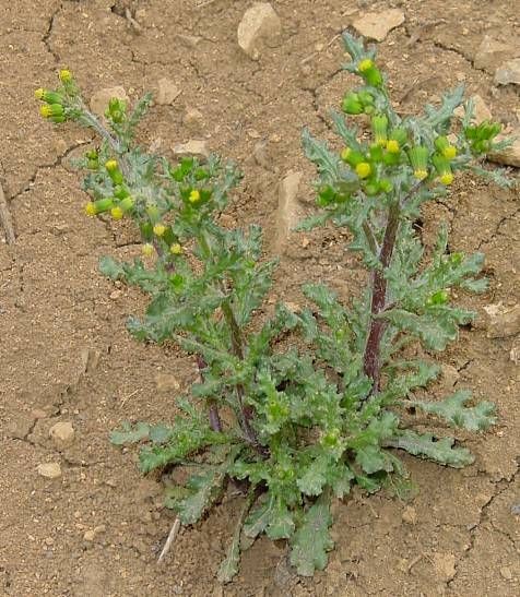 NAJZNAČAJNIJI KOROVI U ŠEĆERNOJ REPI